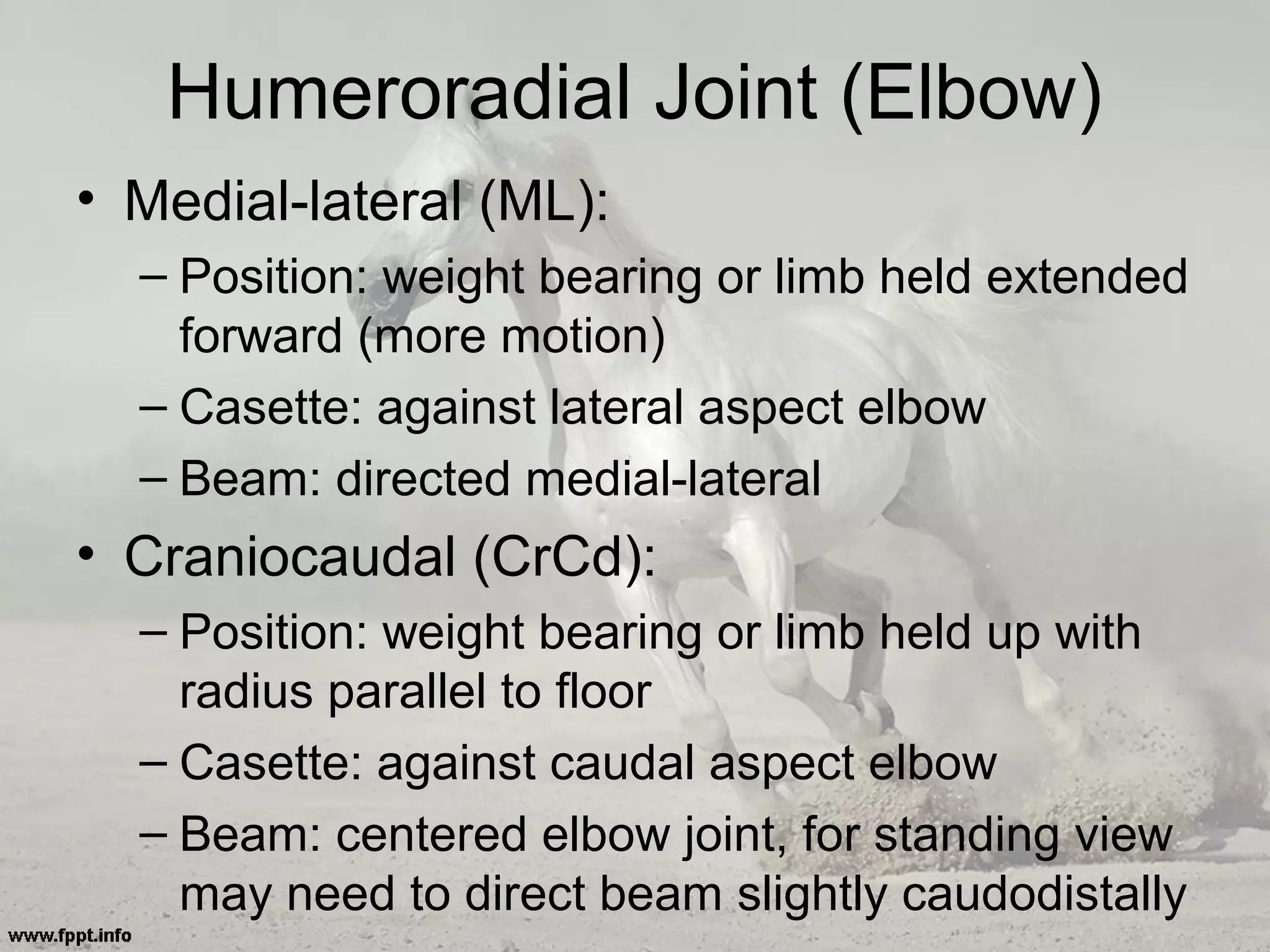 Equine Radiography: Positioning Techniques & Tips for Acquiring Good ...