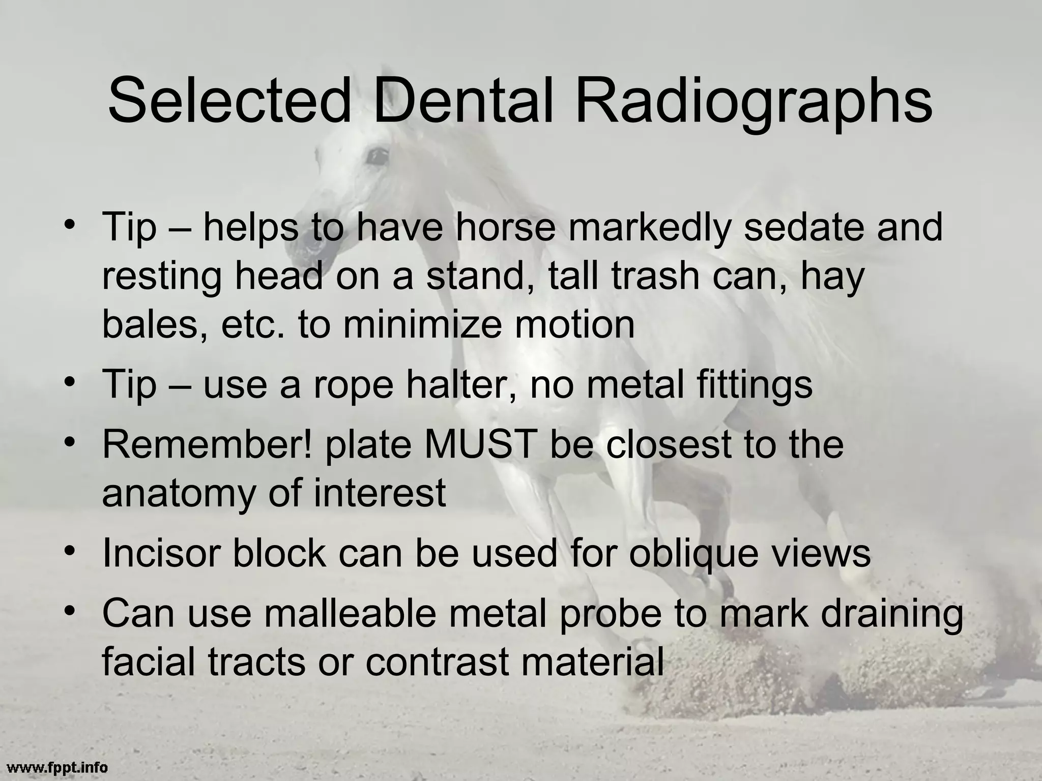Equine Radiography: Positioning Techniques & Tips for Acquiring Good ...