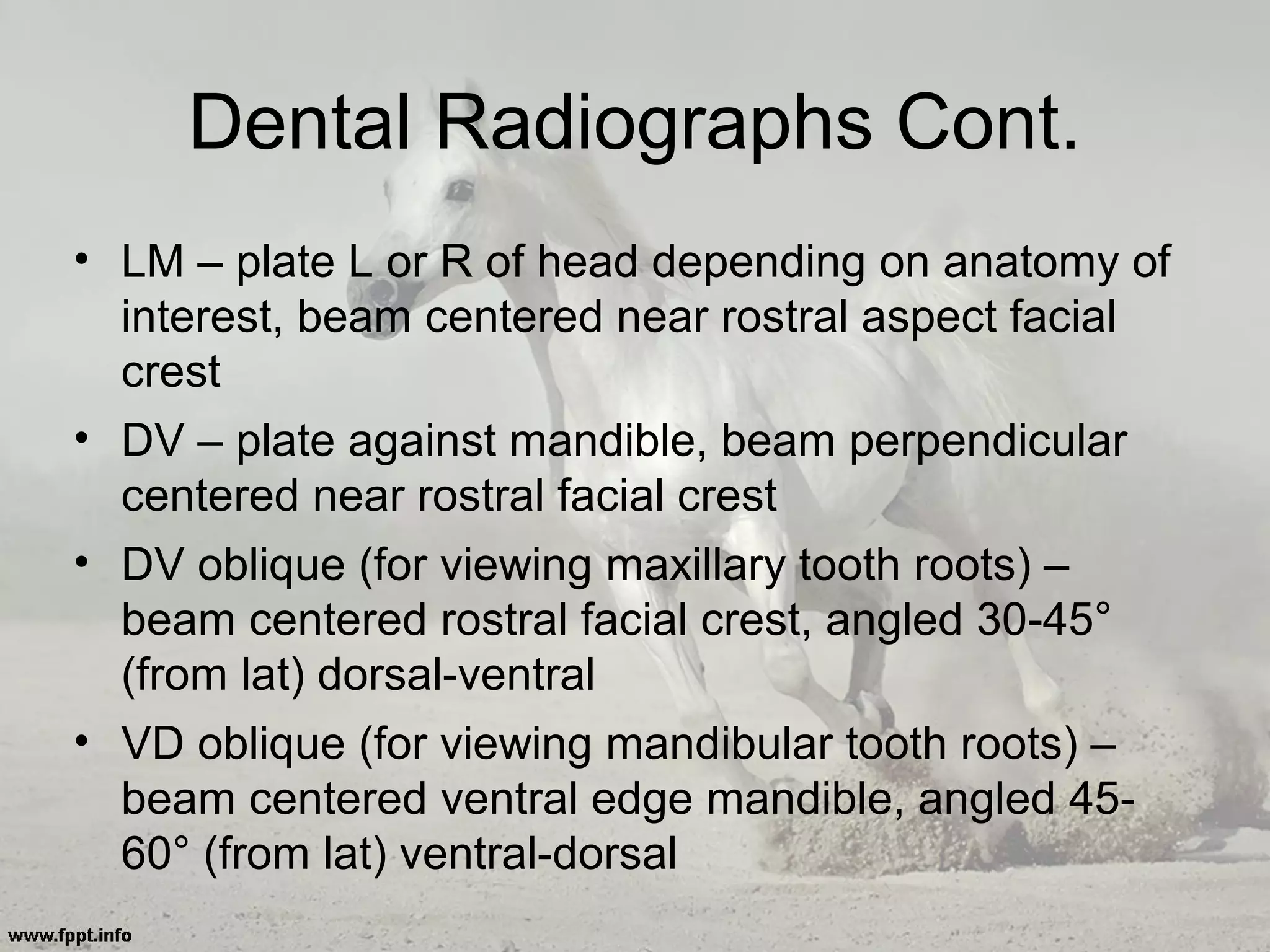Equine Radiography: Positioning Techniques & Tips for Acquiring Good ...