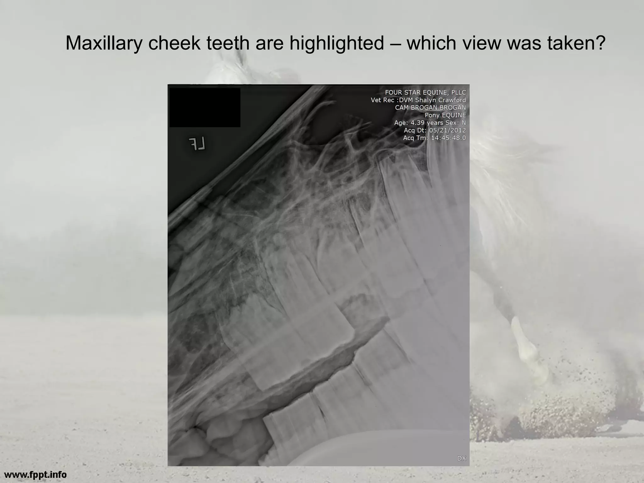 Equine Radiography: Positioning Techniques & Tips for Acquiring Good ...