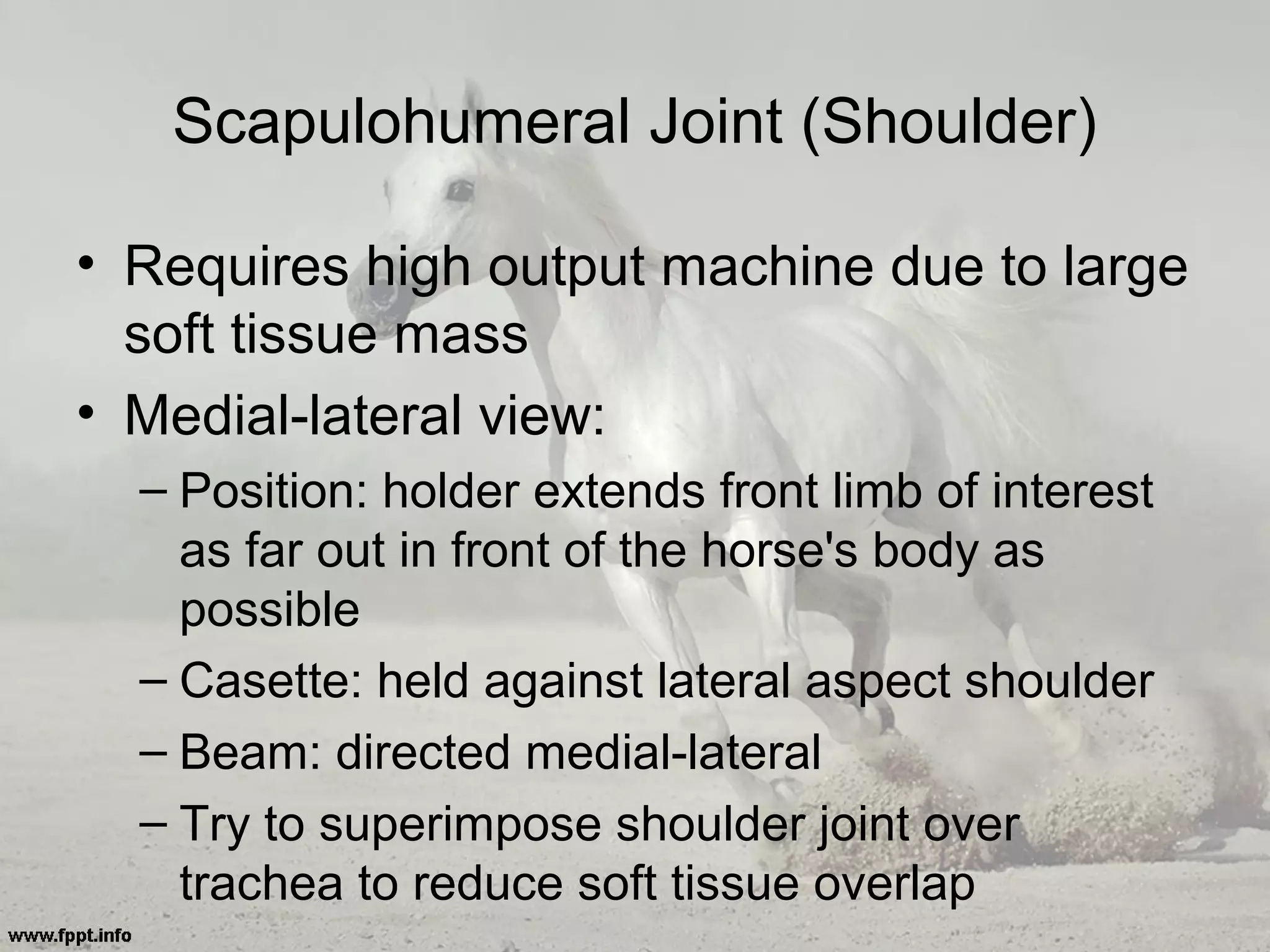 Equine Radiography: Positioning Techniques & Tips for Acquiring Good ...