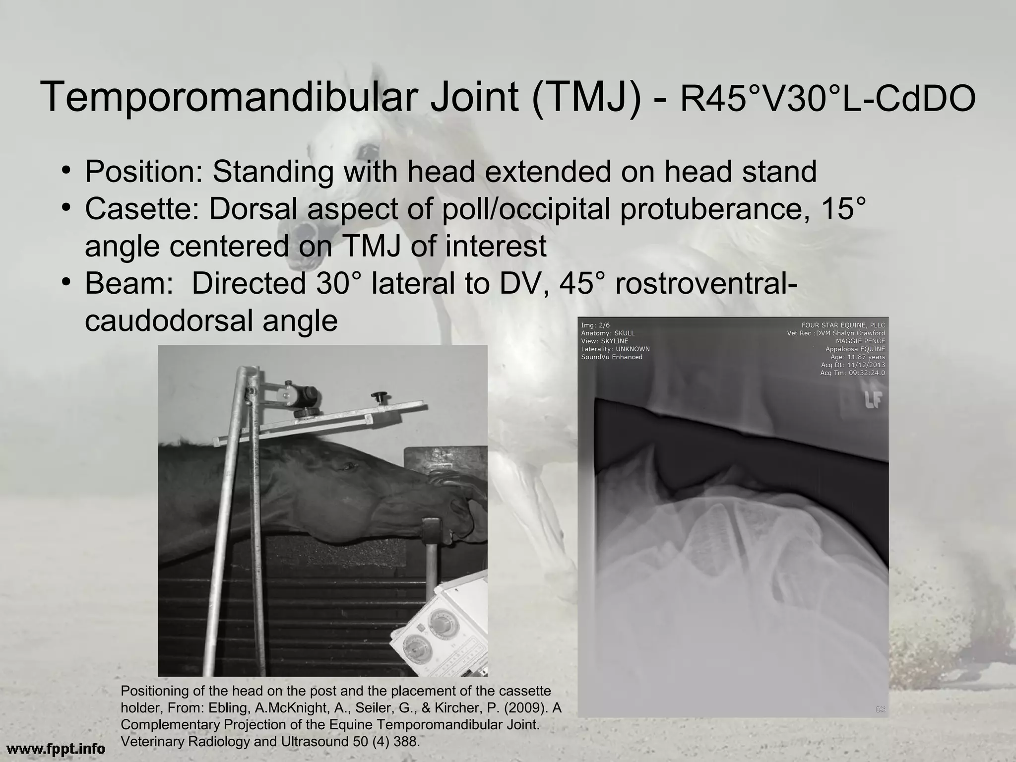 Equine Radiography: Positioning Techniques & Tips for Acquiring Good ...