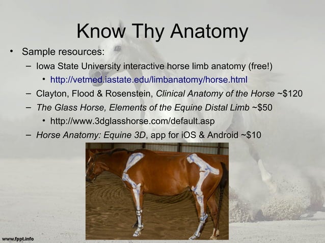 Equine Radiography: Positioning Techniques & Tips for Acquiring Good ...