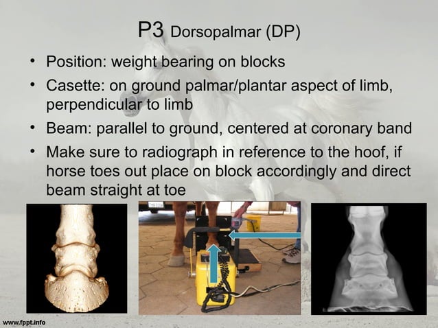 Equine Radiography: Positioning Techniques & Tips for Acquiring Good ...