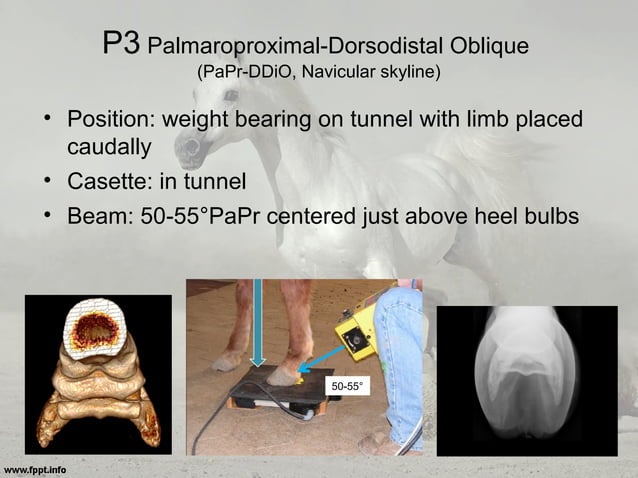 Equine Radiography: Positioning Techniques & Tips for Acquiring Good ...