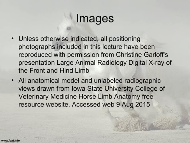 Equine Radiography: Positioning Techniques & Tips for Acquiring Good ...