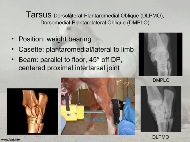 Equine Radiography: Positioning Techniques & Tips for Acquiring Good ...