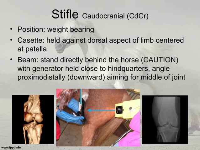 Equine Radiography: Positioning Techniques & Tips for Acquiring Good ...