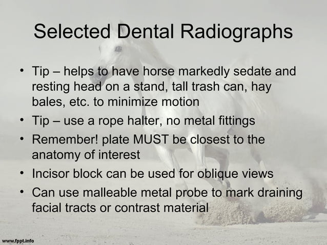 Equine Radiography: Positioning Techniques & Tips for Acquiring Good ...