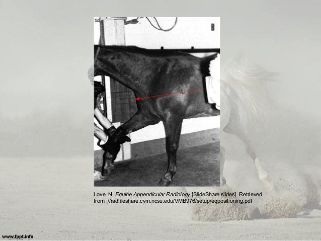 Equine Radiography: Positioning Techniques & Tips for Acquiring Good ...