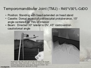 Equine Radiography: Positioning Techniques & Tips for Acquiring Good ...