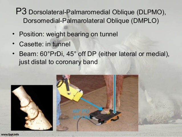 Equine Radiography: Positioning Techniques & Tips for Acquiring Good