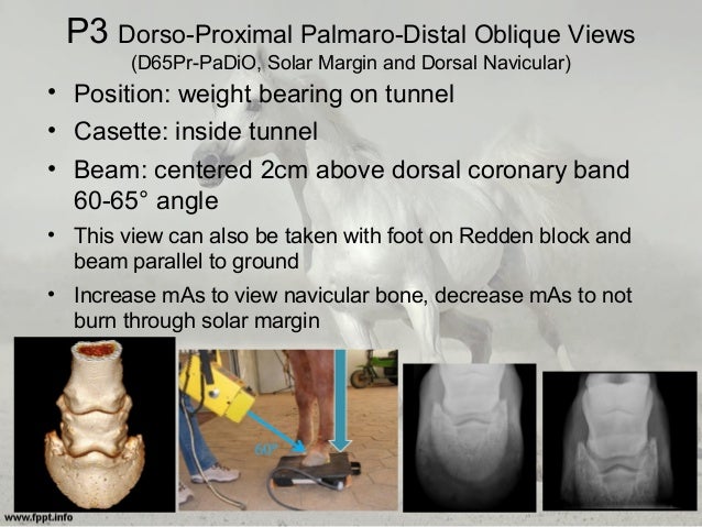 Equine Radiography: Positioning Techniques & Tips for Acquiring Good