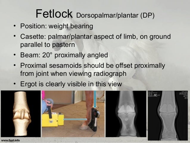 Horse Fetlock Anatomy