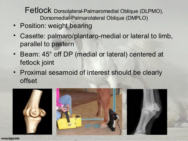 Horse Fetlock Anatomy