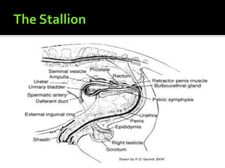 Male Horse Reproductive System