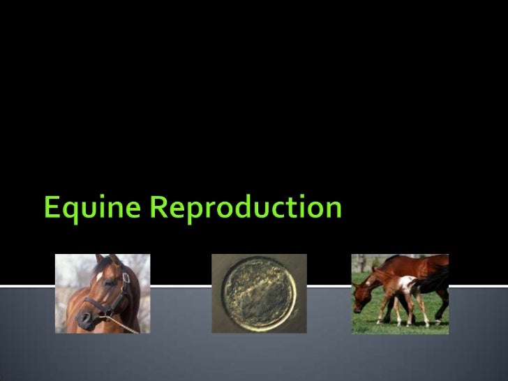 Equine reproduction