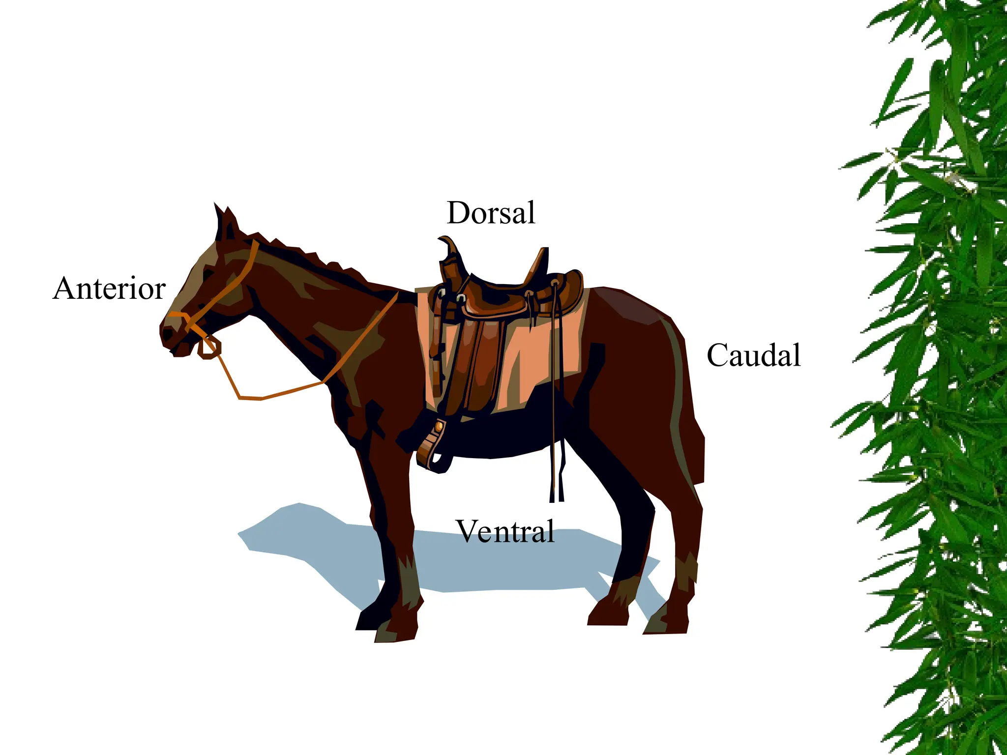 Equine science funcional anatomy. Horses | PPT