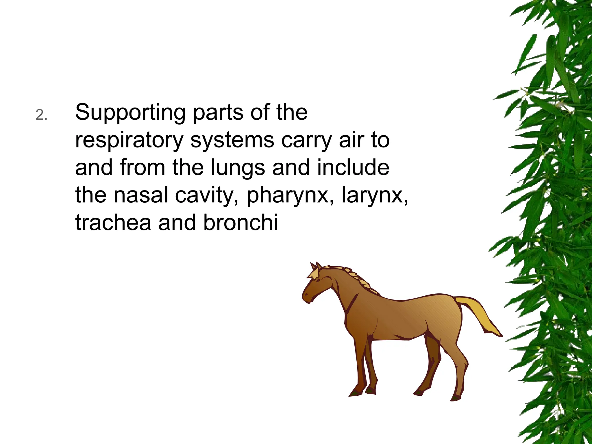 Equine science funcional anatomy. Horses | PPT