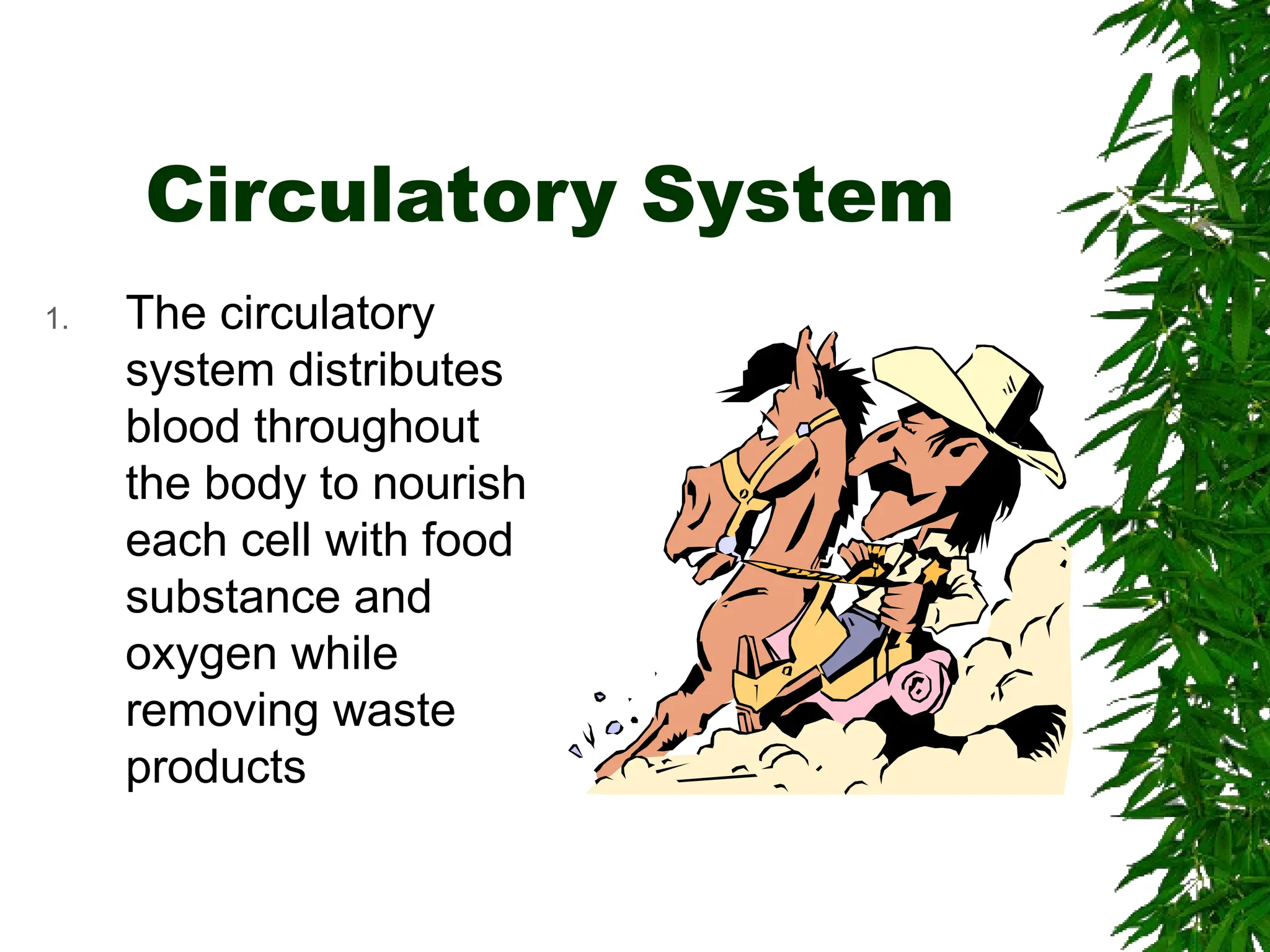 Equine science funcional anatomy. Horses | PPT