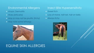 Equine skin allergies | PPTX