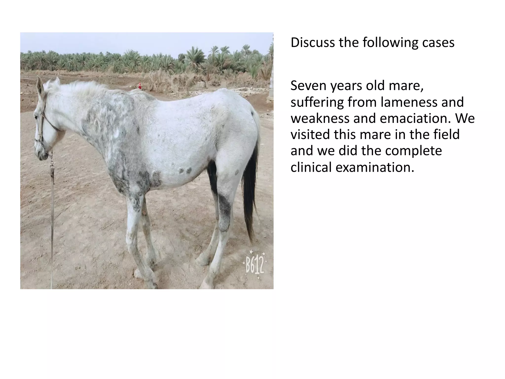 Equine skin lesion | PDF