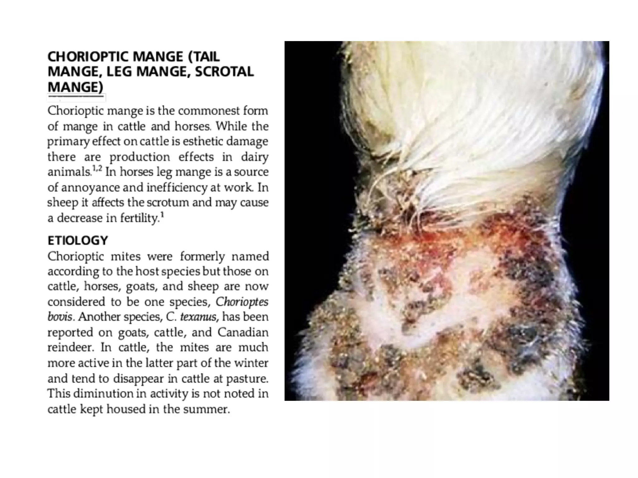 Equine skin lesion | PDF