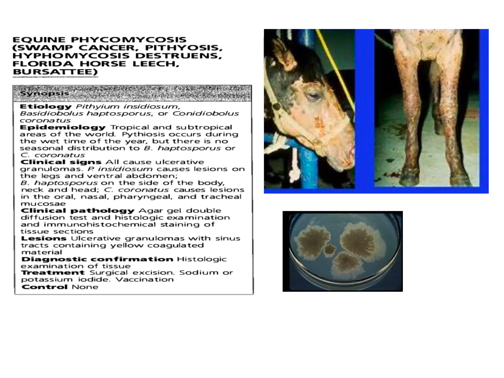 Equine skin lesion | PDF
