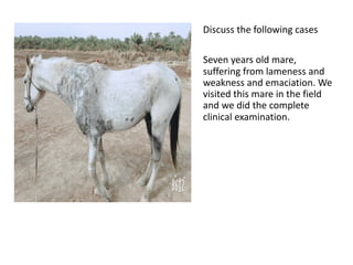 Equine skin lesion | PDF