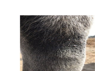 Equine skin lesion | PDF