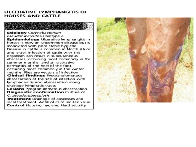 Equine skin lesion | PDF