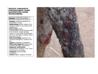Equine skin lesion | PDF