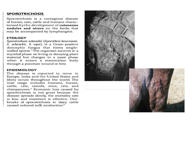 Equine skin lesion | PDF