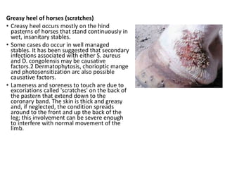 Equine skin lesion | PDF