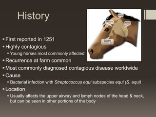 Equine strangles | PPTX