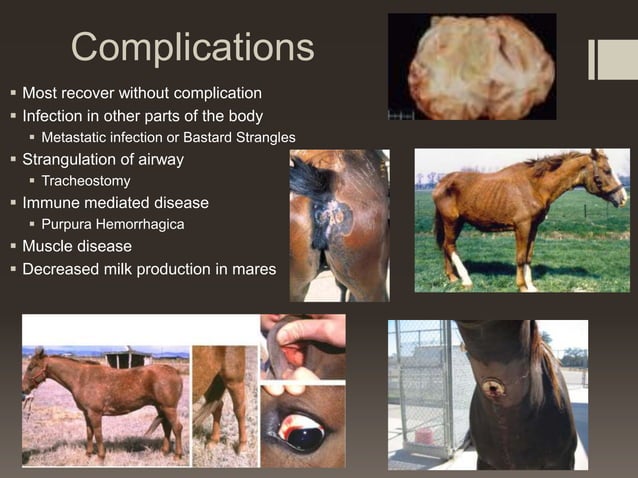 Equine strangles | PPTX | Ear, Nose and Throat Conditions | Diseases ...