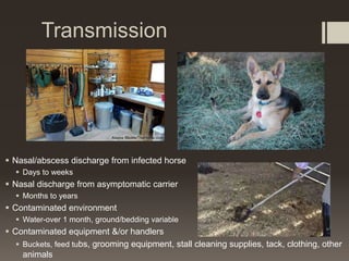 Equine strangles | PPTX