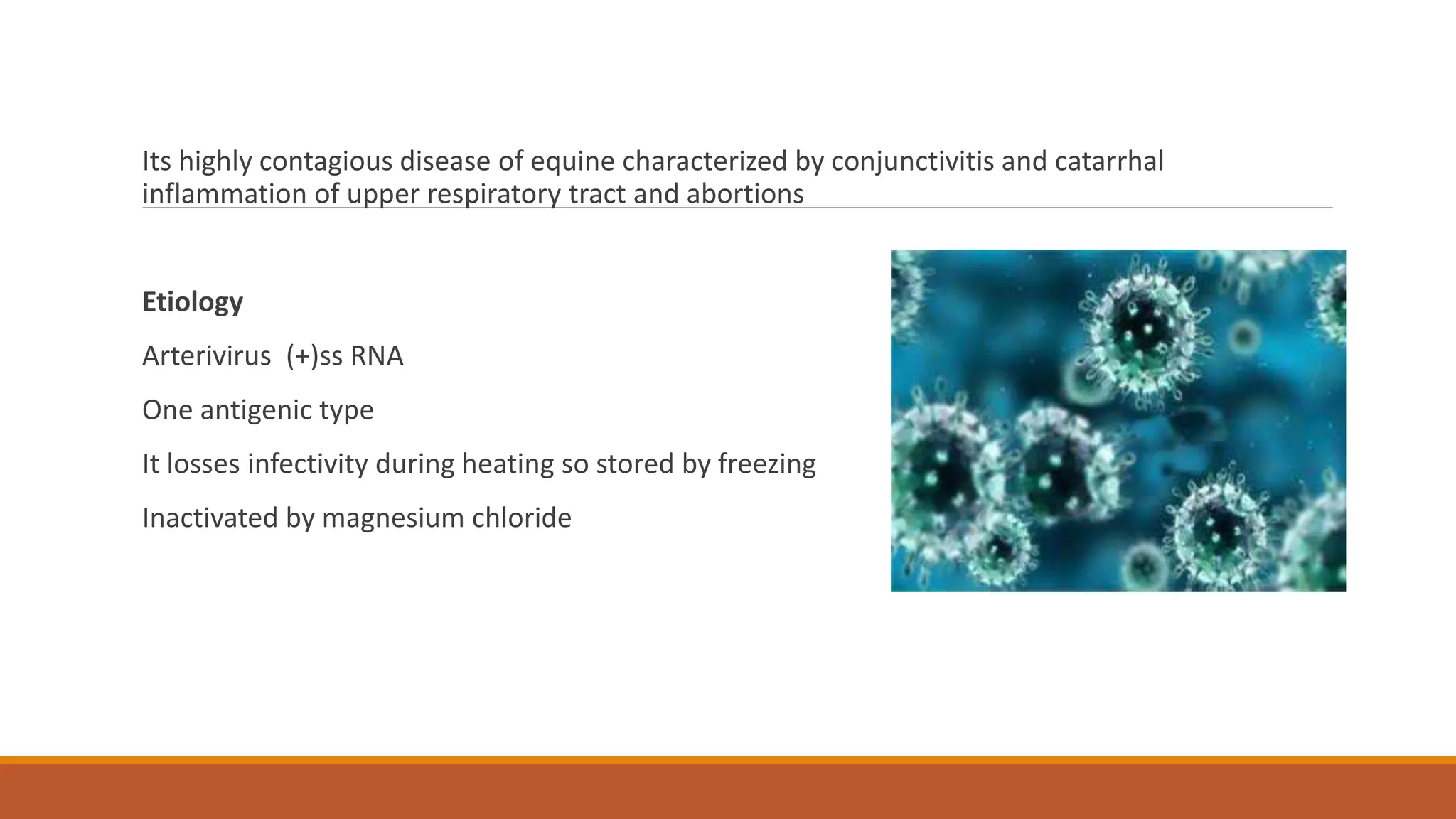 Equine viral arteritis | PPTX