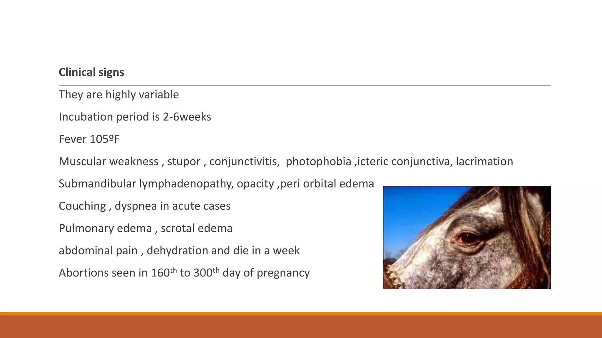 Equine viral arteritis | PPTX