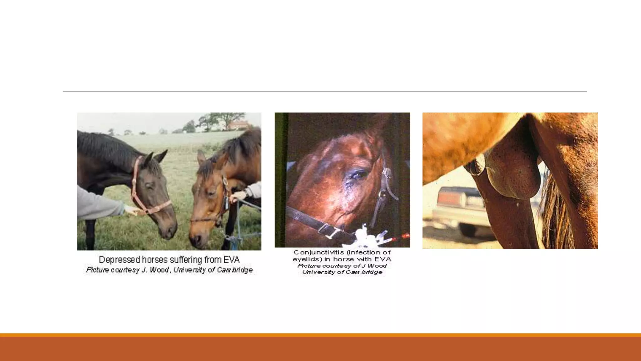 Equine viral arteritis | PPTX