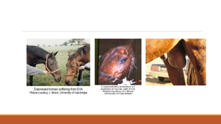 Equine viral arteritis | PPTX