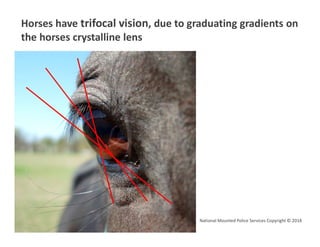 Equine Vision Explained | PPT