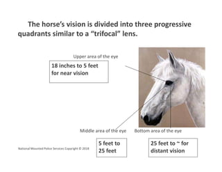 Equine Vision Explained | PPT