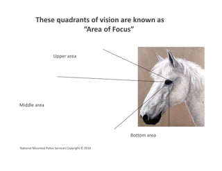Equine Vision Explained | PPT