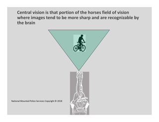 Equine Vision Explained | PDF