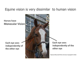 Equine Vision Explained | PPT