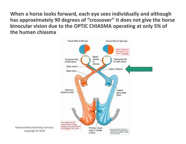 Equine Vision Explained | PPT | Free Download