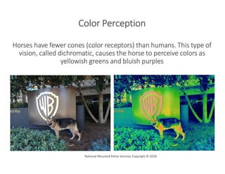 Equine Vision Explained | PPT