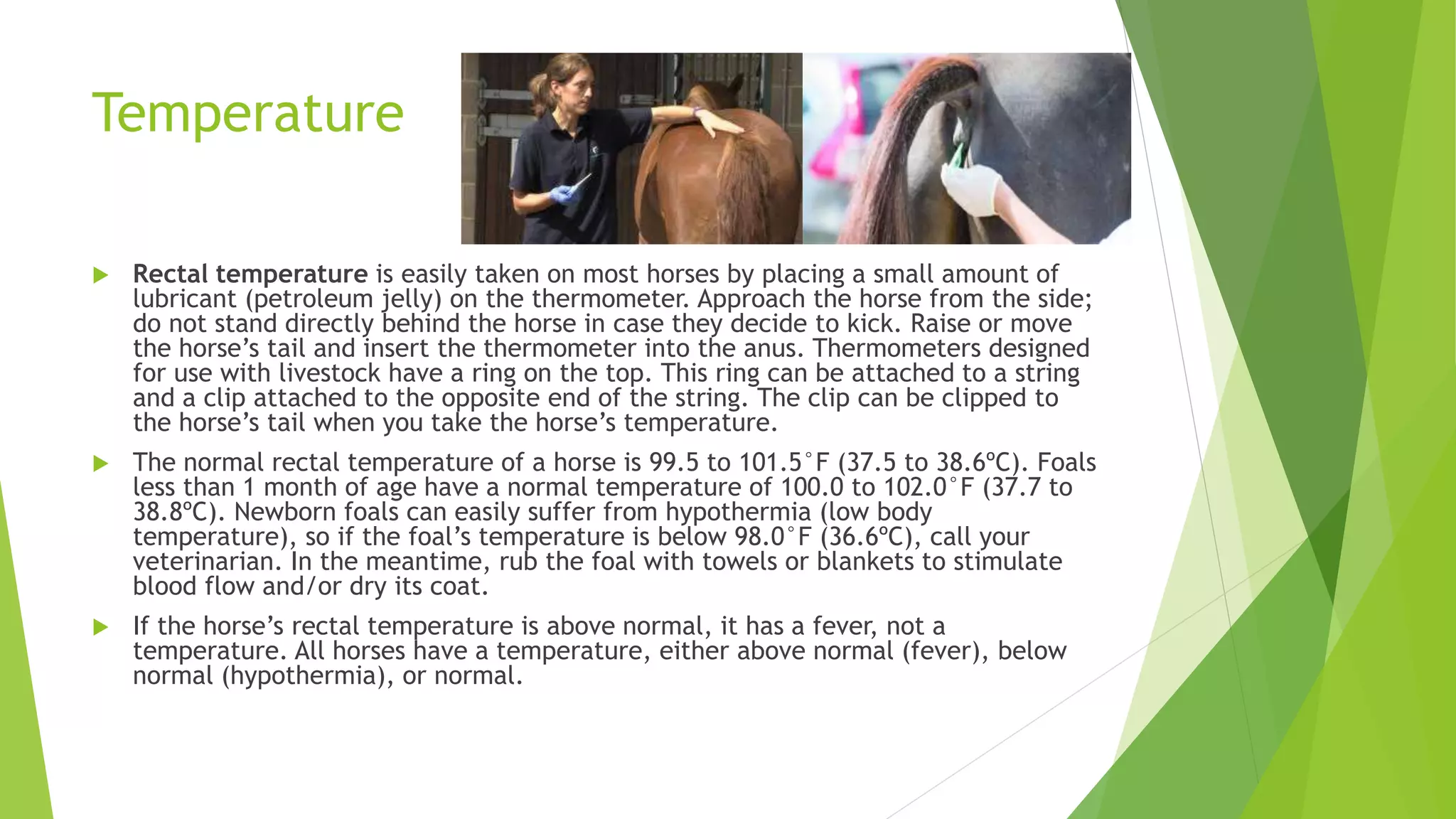 Equine vitaL signs | PPT