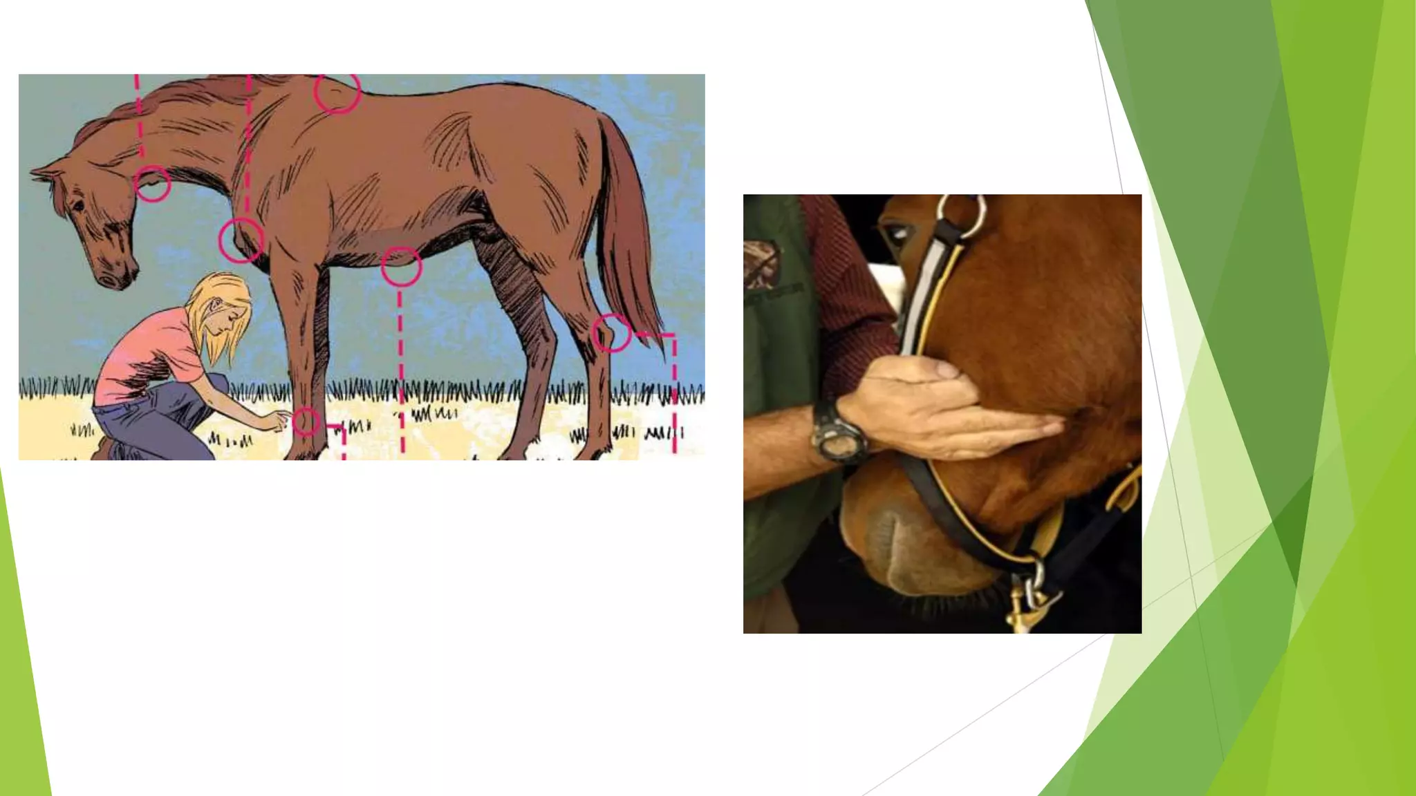 Equine vitaL signs | PPT